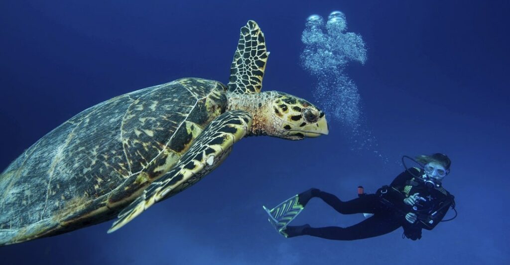 Top 5 Scuba Diving Places of Turkey » Expat Guide Turkey