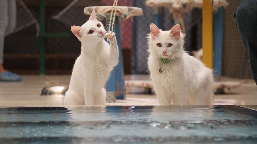 Get to Know the Van Cat Closer » Expat Guide Turkey