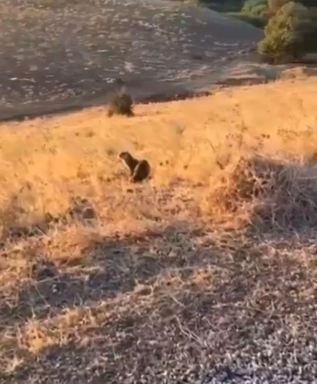 Endangered Otter Spotted in Batman! » Expat Guide Turkey