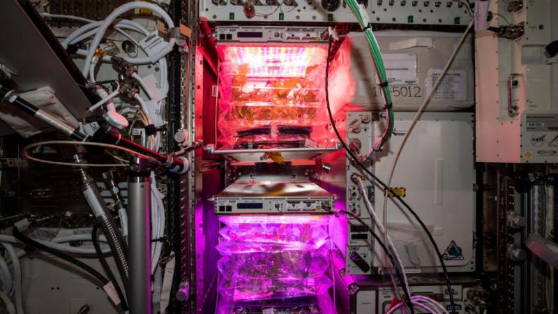 Nasa's Space Tomatoes Are Coming To Earth