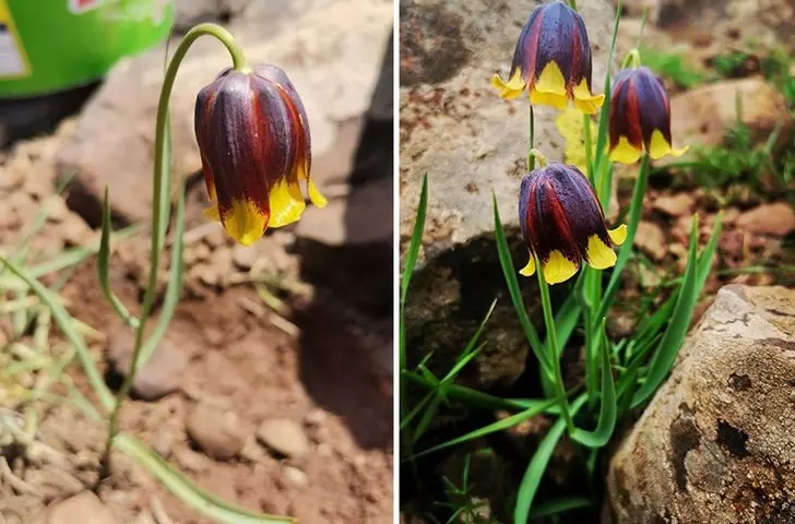 Inverted tulip species discovered in Elazig » Expat Guide Turkey